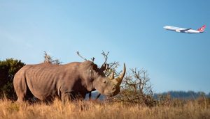 Turkish Cargo transports five endangered white rhinos from South Africa ...